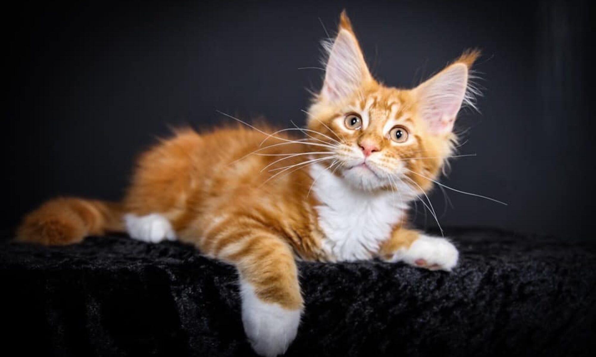 From Our Family to Yours: A Guide to Welcoming Your MajestiCoon Kitten ...